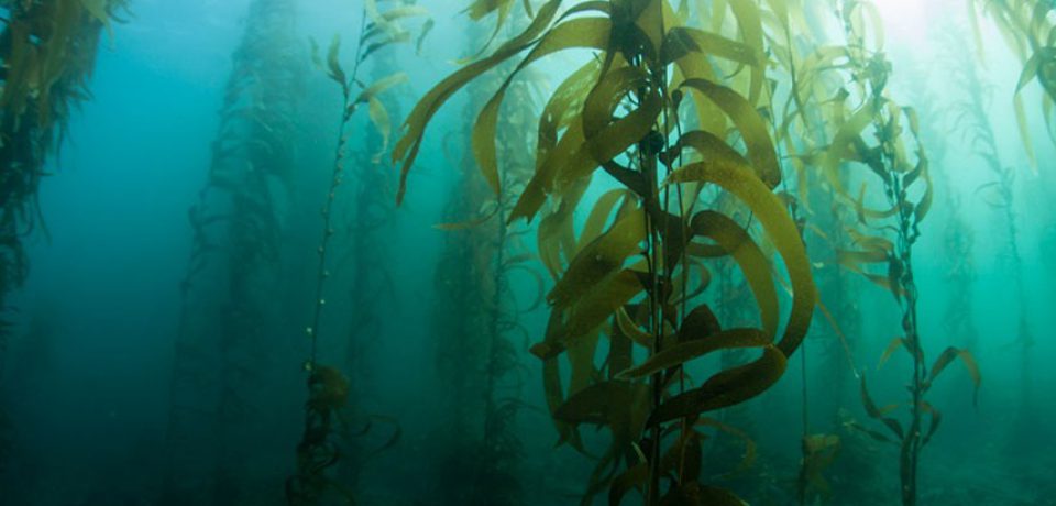 ALGI MORSKIE – zdrowie z morza! - Zioła Świata